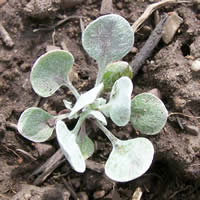 Native Ideals Seed Farm | Native Wildflower Seeds | Catalog