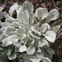 Native Ideals Seed Farm | Native Wildflower Seeds | Catalog